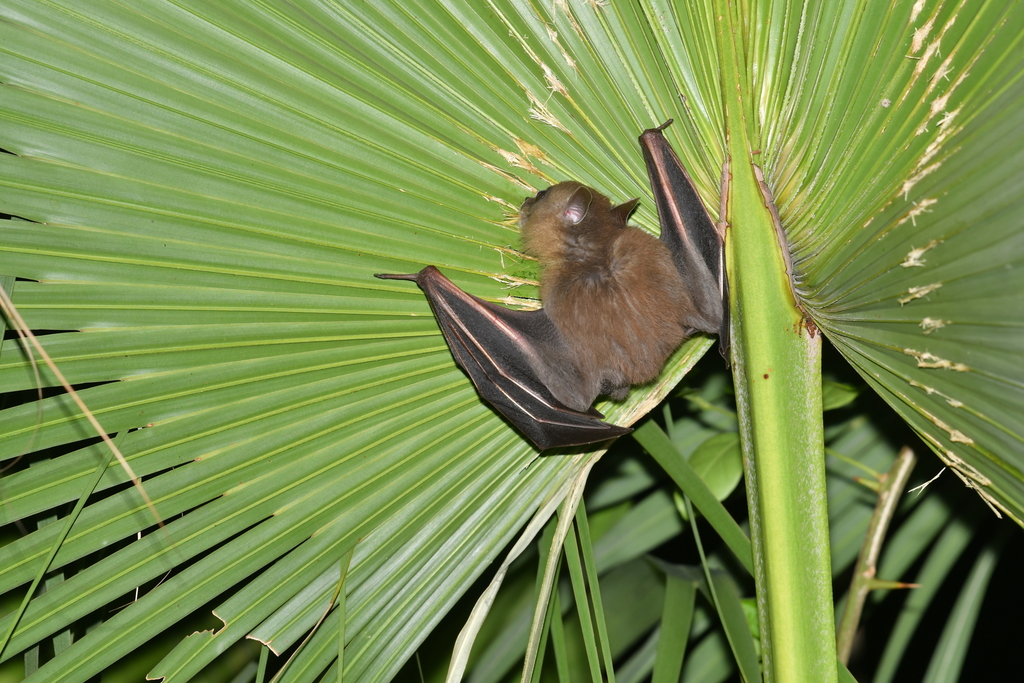 Greater Short-nosed Fruit Bat from 中国广东省深圳市南山区蛇口工业区 on May 28, 2021 at ...