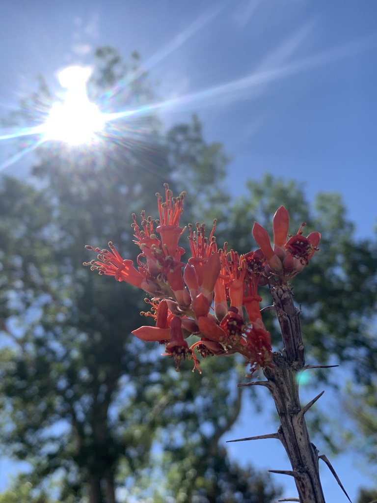 ocotillo from Coconino National Forest, Sedona, AZ, US on May 29, 2021 ...
