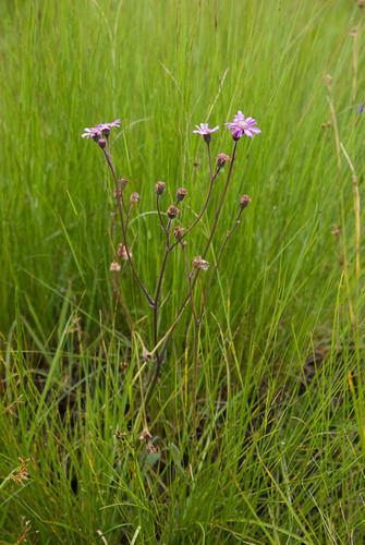 Tooth Ragwort (Senecio polyodon) · iNaturalist