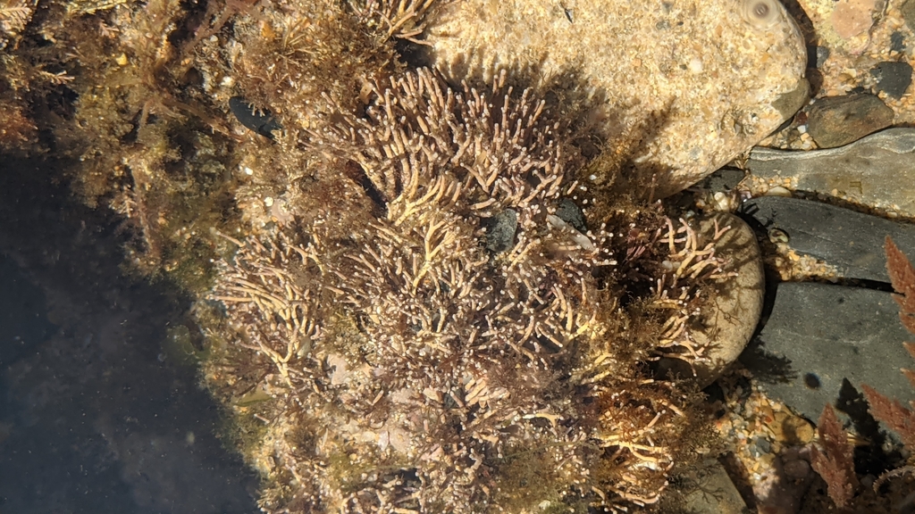 Amphiroa from Portugal on May 29, 2021 at 11:33 AM by Andreia Santos ...