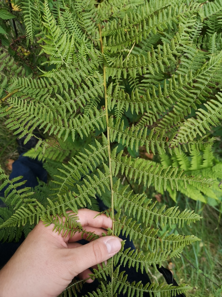 lady fern in September 2019 by KubieN N · iNaturalist