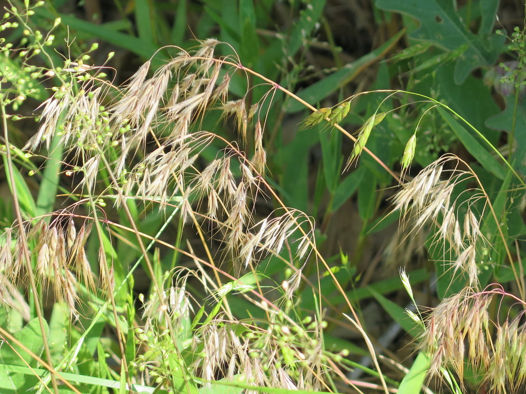 Japanese brome from Elmer W. Oliver Nature Park on May 06, 2014 by ...
