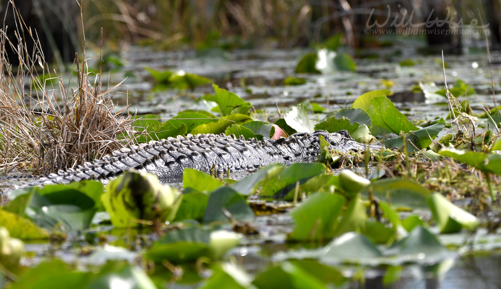 American Alligator from Okefenokee NWR, Billy's Lake on March 05, 2021 ...