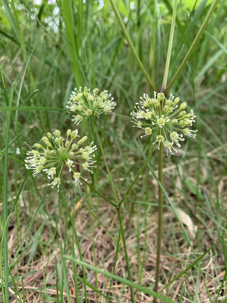wild sarsaparilla from Tamarac National Wildlife Refuge, Rochert, MN ...