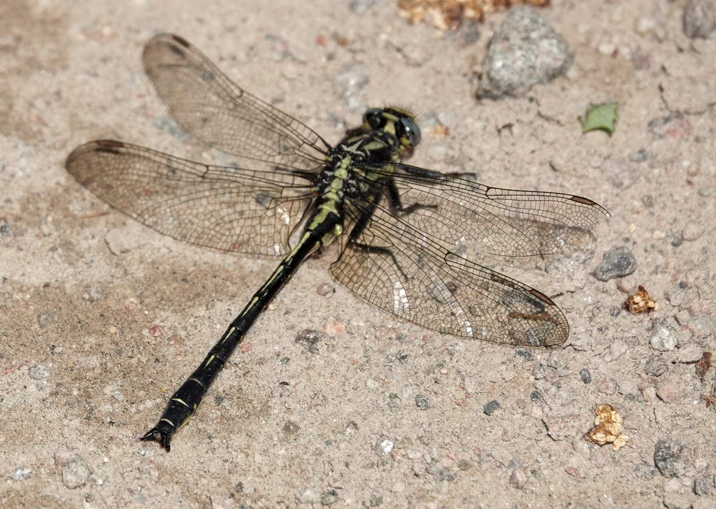 Harpoon Clubtail in May 2021 by Steven Daniel · iNaturalist