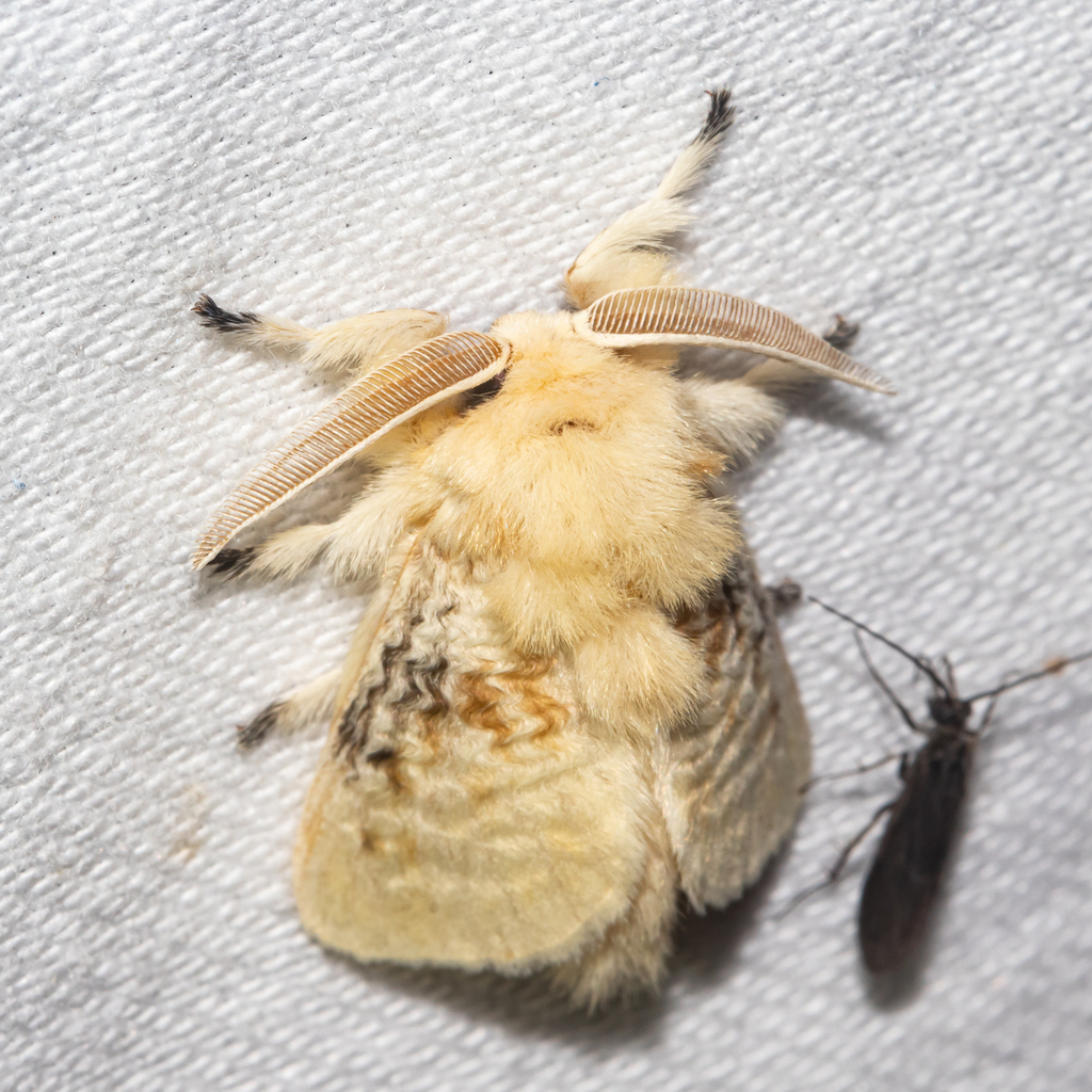 Black-waved Flannel Moth from Patuxent Research Refuge, Anne Arundel ...