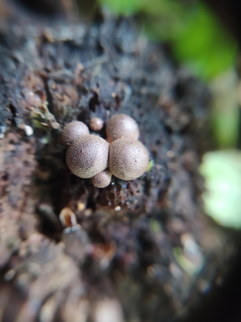 Lycogala from Рибаре, Србија on May 30, 2021 at 10:41 AM by Milos Gajic ...
