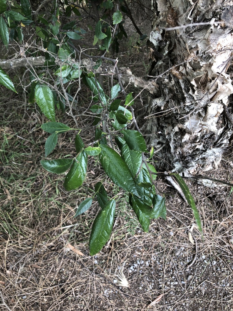 whalebone tree from Kooragang Wetlands, Kooragang, NSW, AU on February ...
