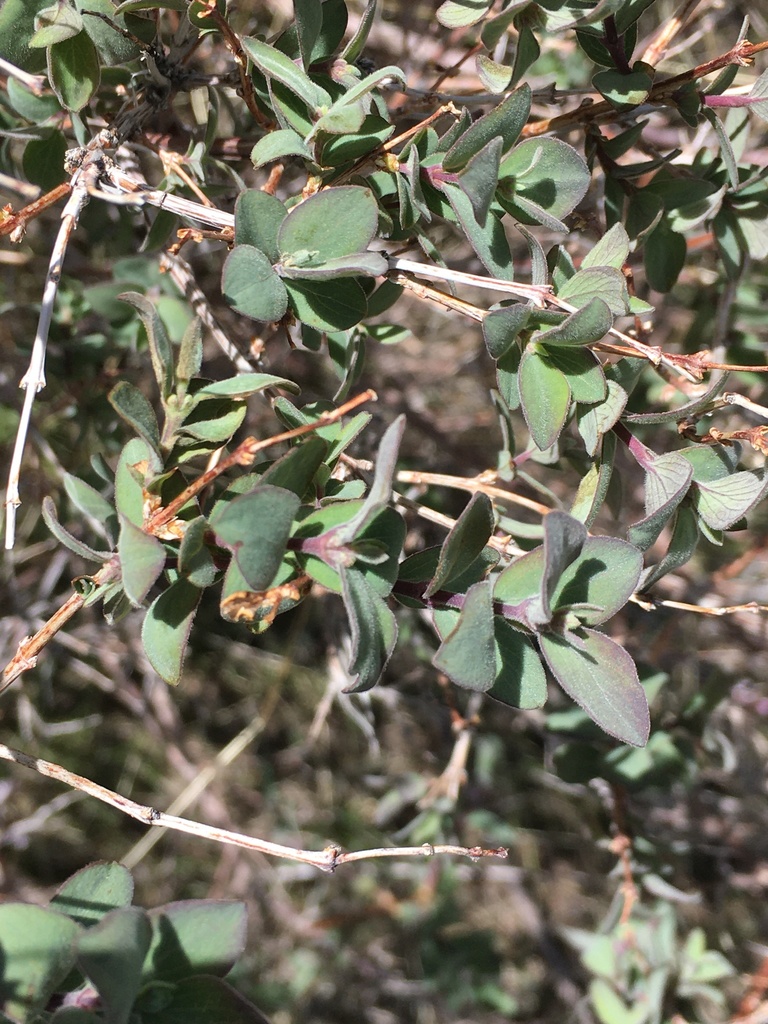 Roundleaf Snowberry from Jordan Valley, OR, US on May 30, 2021 at 01:26 ...