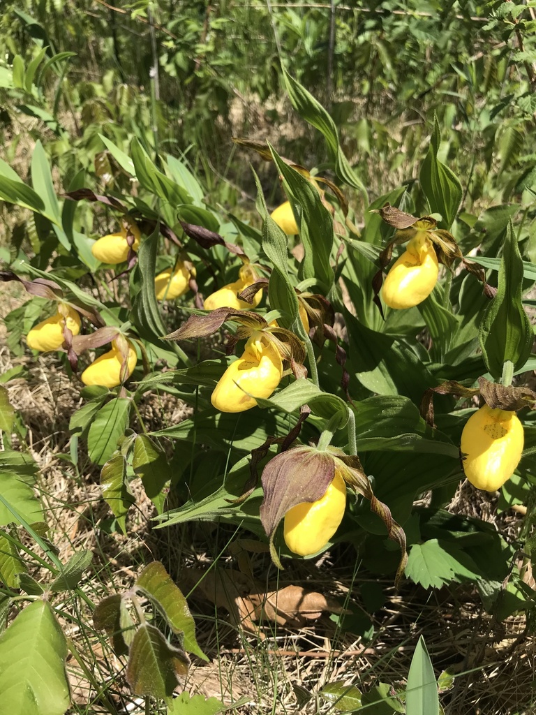 yellow lady's slipper from Grafton, ON, CA on May 30, 2021 at 02:12 PM by mitchgardiner ...