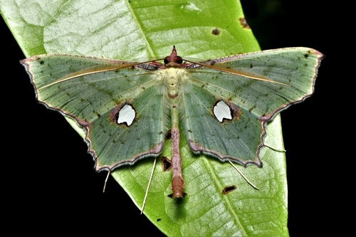 Macrotes netrix · iNaturalist