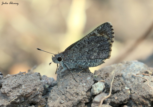 Saltarina de sendero de alas Metálicas (Amblyscirtes fluonia)