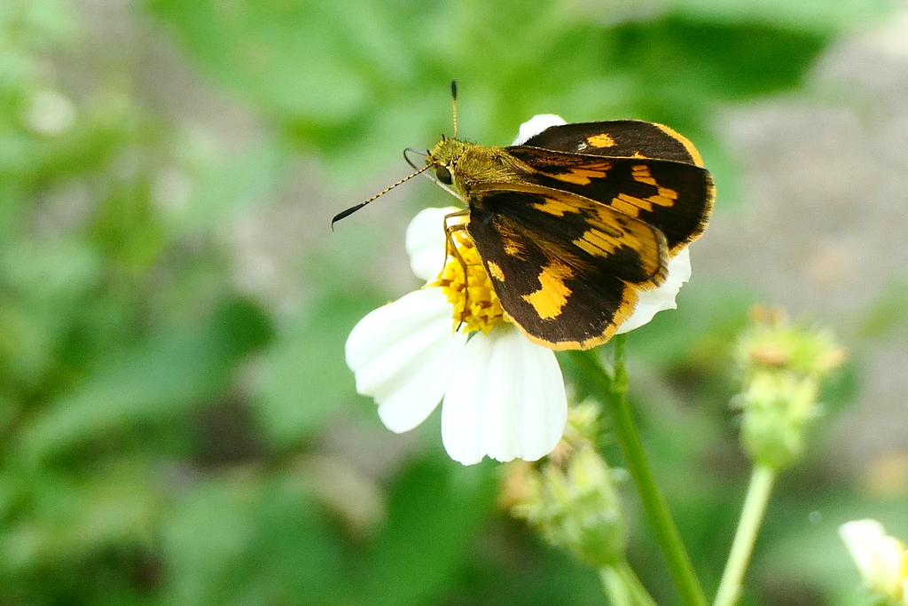 Chinese Dart from Tai Po, Hong Kong on May 11, 2021 at 11:41 AM by K W ...