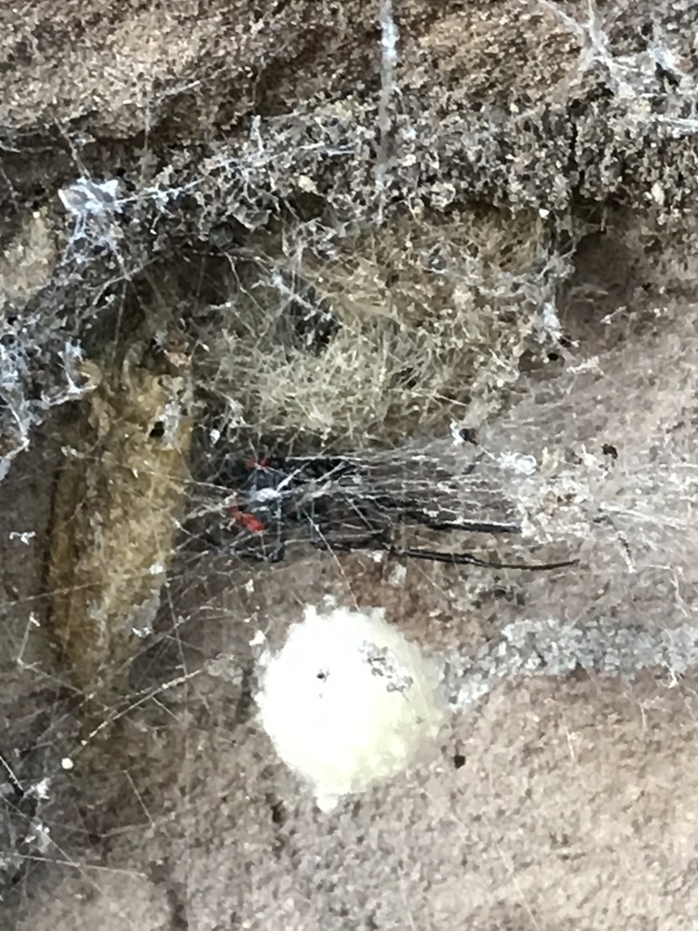 Latrodectus corallinus from Acceso Ita Letra, Departamento del Guaira ...