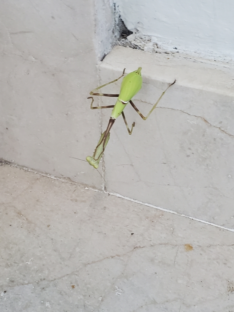 Antillean Mantis from Bávaro, 23000, Dominican Republic on May 29, 2021 ...