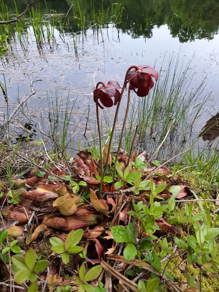 purple pitcher plant in May 2021 by Katya Tregub · iNaturalist