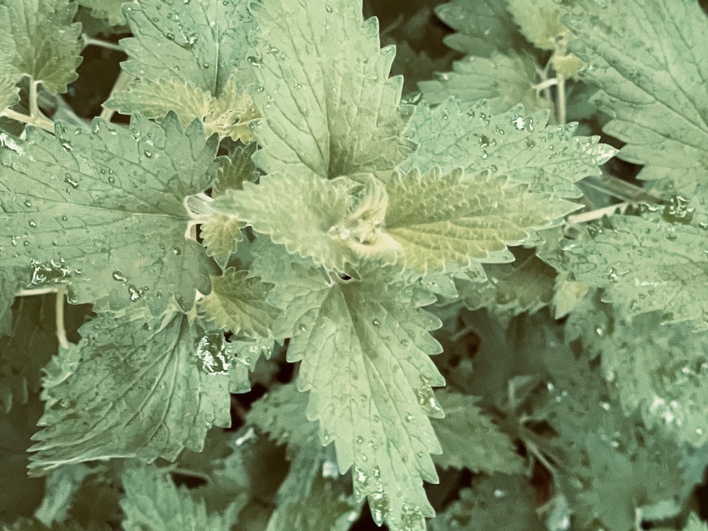 Catnip from Clipper Ct, Newark, DE, US on May 30, 2021 at 06:29 PM by ...