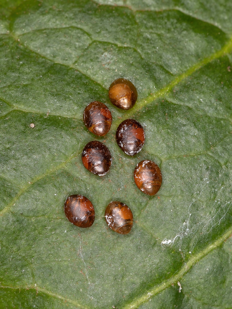 Leaf-footed Bugs and Allies from Itajá - GO, 75815-000, Brasil on May ...