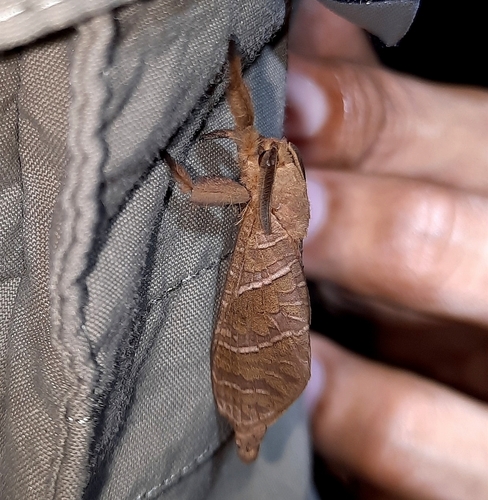 Phassus guianensis · iNaturalist