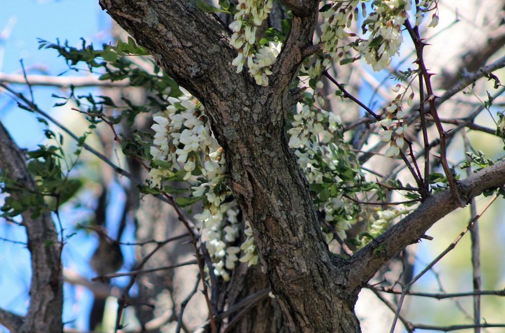 black locust from Erie County, PA, USA on May 30, 2021 at 01:43 PM by ...