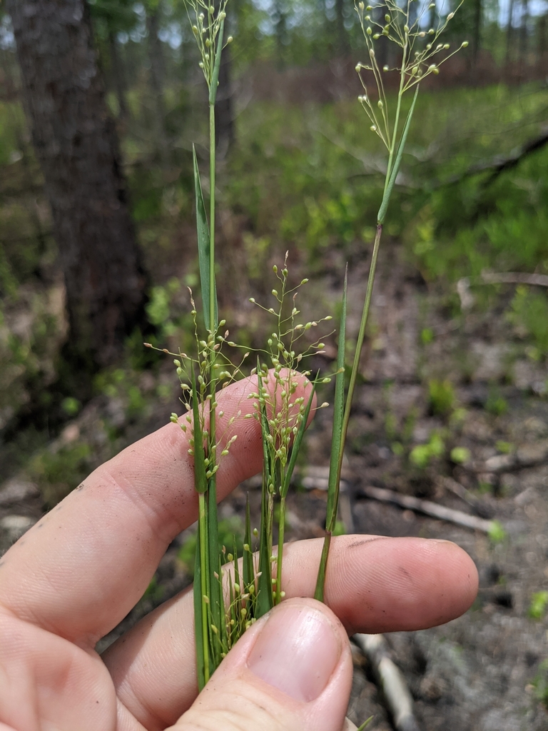 Dichanthelium roanokense from Winnabow, NC 28479, USA on May 29, 2021 ...