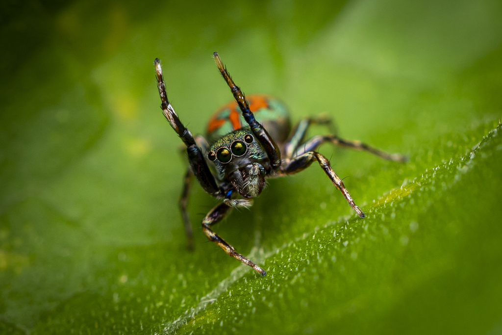 Jade Jumping Spider from Kothalawala, Kaduwela, Sri Lanka on May 30 ...