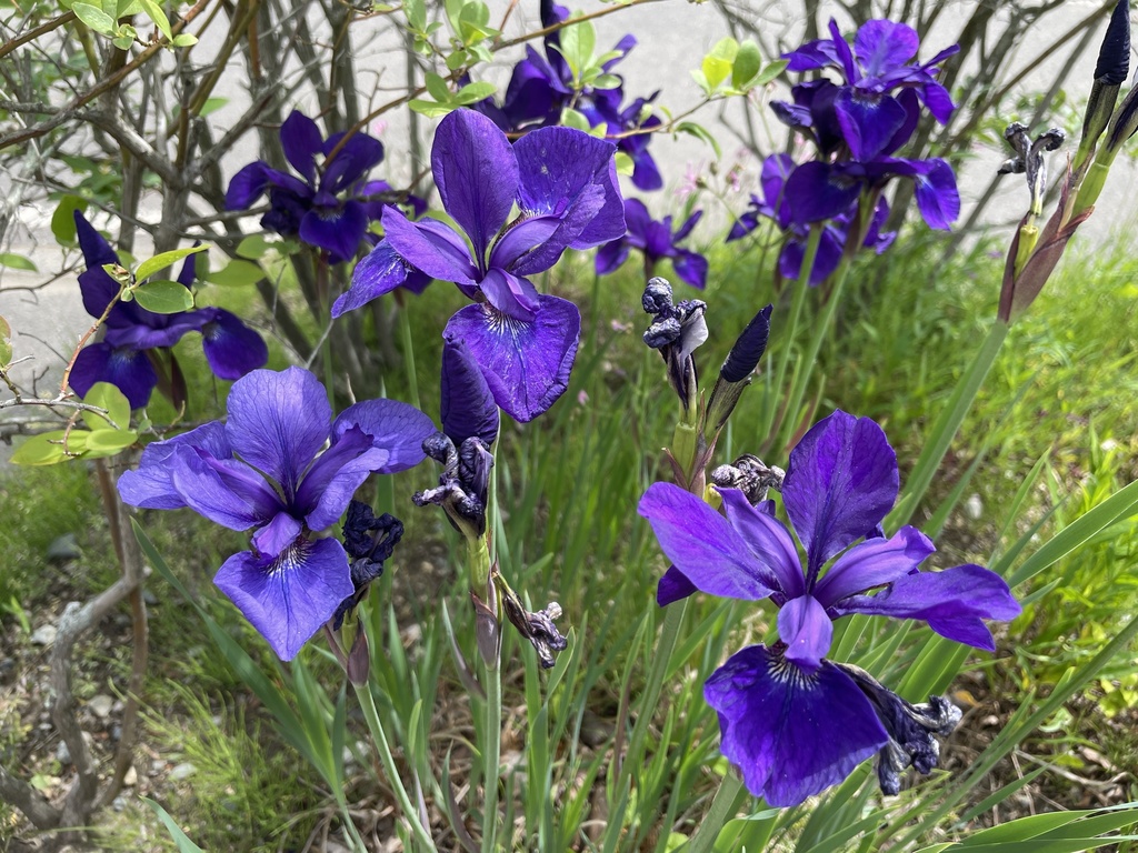 Iris sanguinea violacea from Otomo Omukai, Iwaizumi, Shimohei-Gun ...