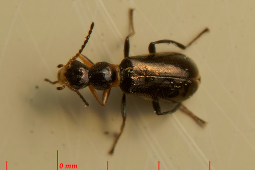 Sphinginus lobatus · iNaturalist