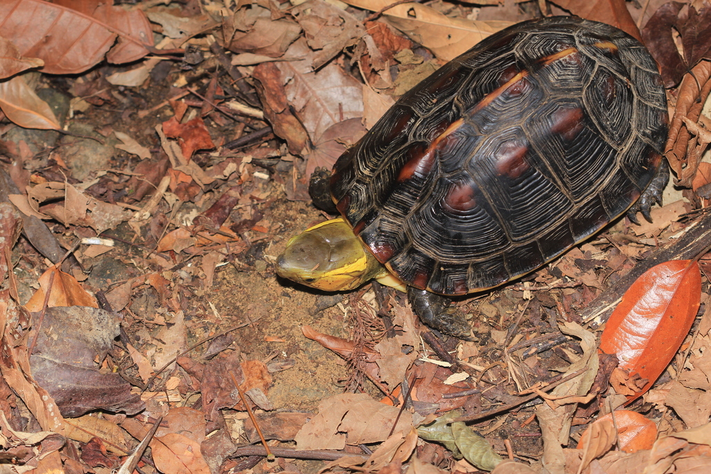 Chinese Box Turtle in August 2013 by 林翰羽 · iNaturalist