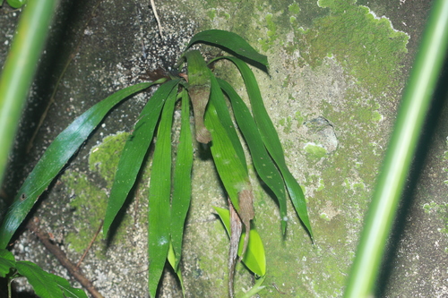 Antrophyum sessilifolium · iNaturalist