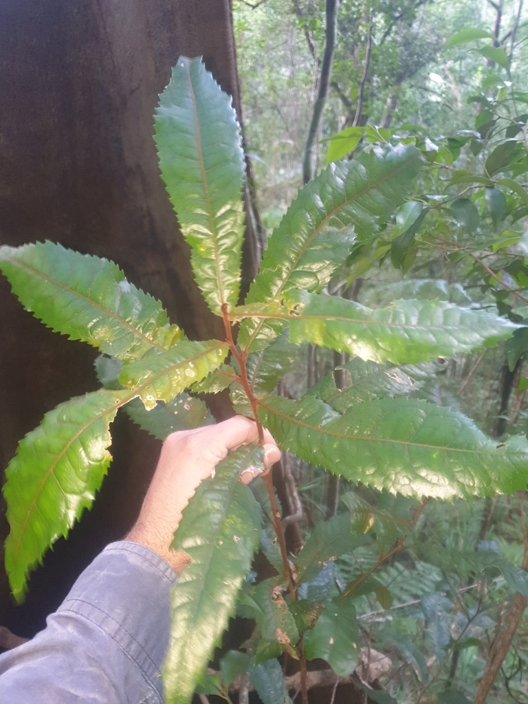 rusty helicia in May 2021 by Reece Taverner · iNaturalist