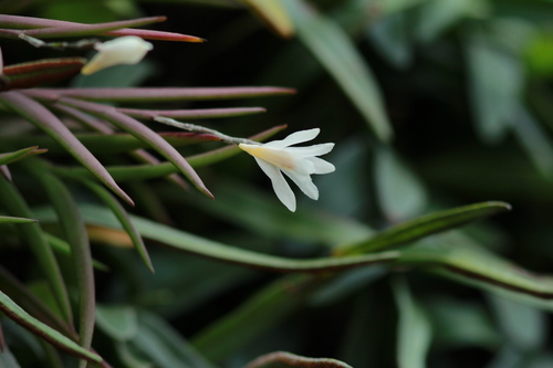 Dendrobium equitans · iNaturalist