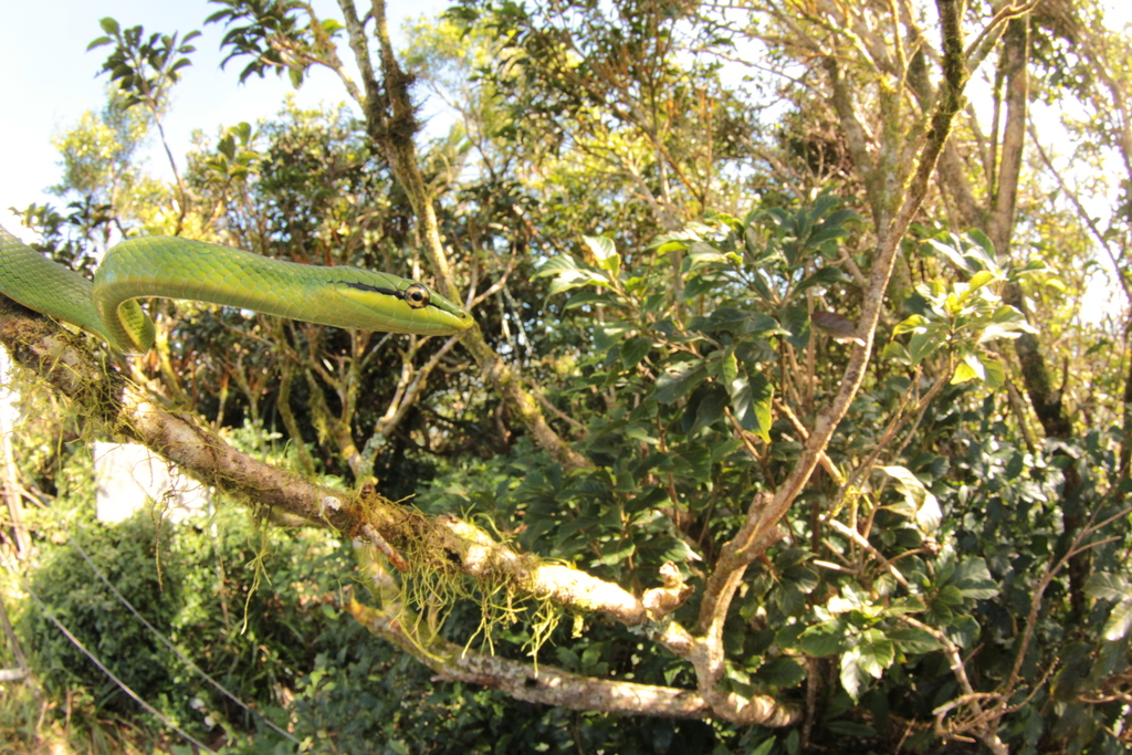Rein Snake from 台灣屏東縣 on November 17, 2015 at 02:26 PM by 林翰羽 · iNaturalist