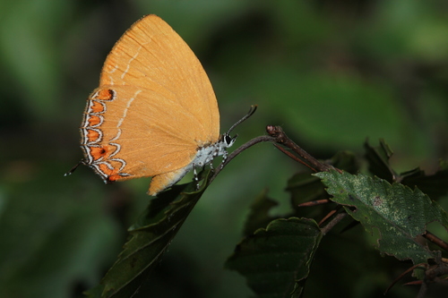 Cordelia comes · iNaturalist