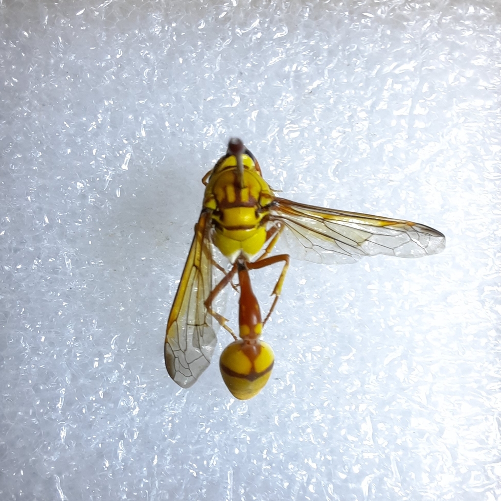 Delta campaniforme chloroticum from Bahawalpur University, Bahawalpur ...