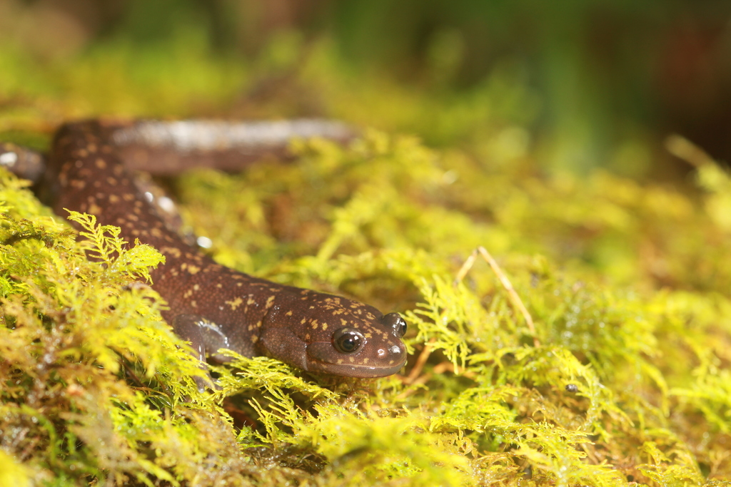 Taiwan Salamander in August 2014 by 林翰羽 · iNaturalist