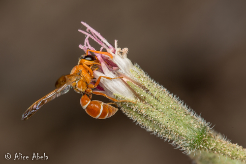 Pterocheilus diversicolor · iNaturalist