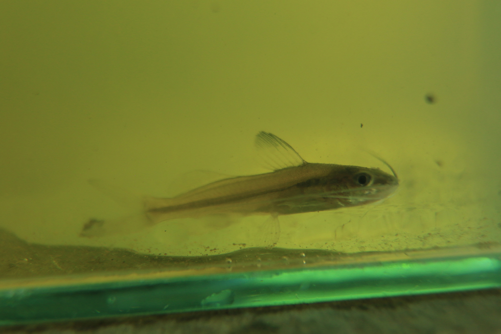 Silver Catfish from Princes Town Regional Corporation, Trinidad and ...
