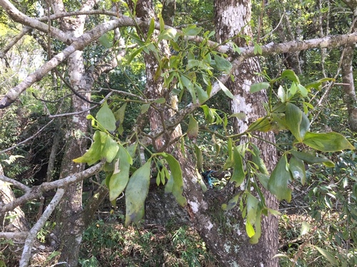 Viscum multinerve · iNaturalist