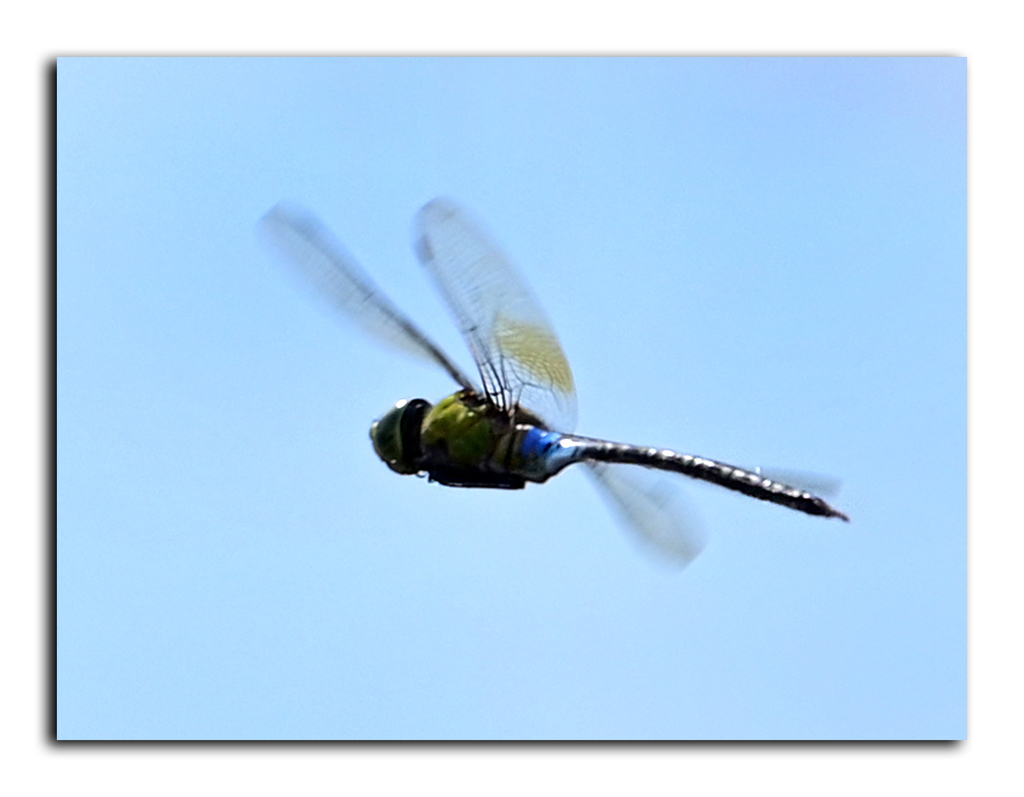 Pale-spotted Emperor from Punchakkari, Thiruvananthapuram, Kerala ...