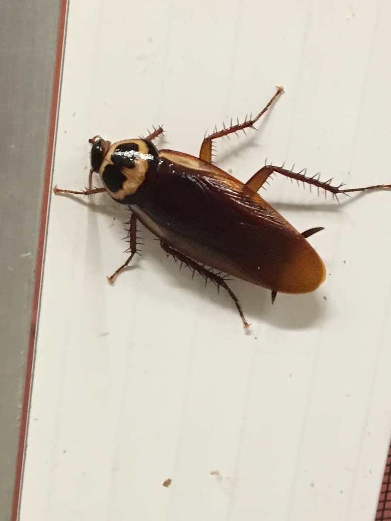 Australian Cockroach in February 2018 by gklaur · iNaturalist