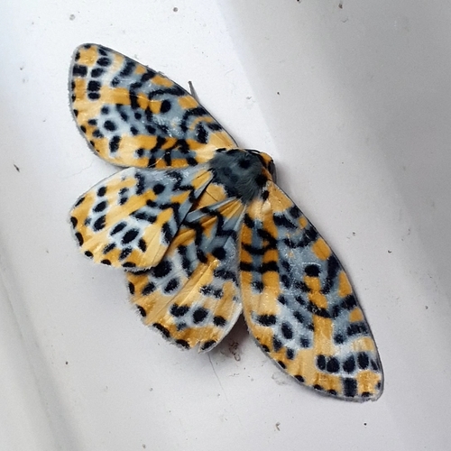 Southern Bracca (Bracca matutinata) · iNaturalist