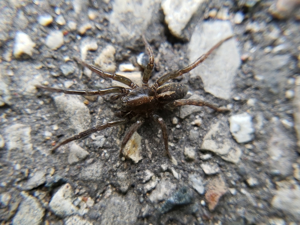 Trochosa from Littlefield Township, MI, USA on May 31, 2021 at 02:43 PM ...