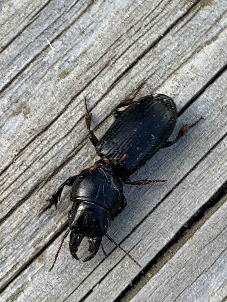 Big-headed Ground Beetle from Painesville Warren Rd, Painesville, OH ...