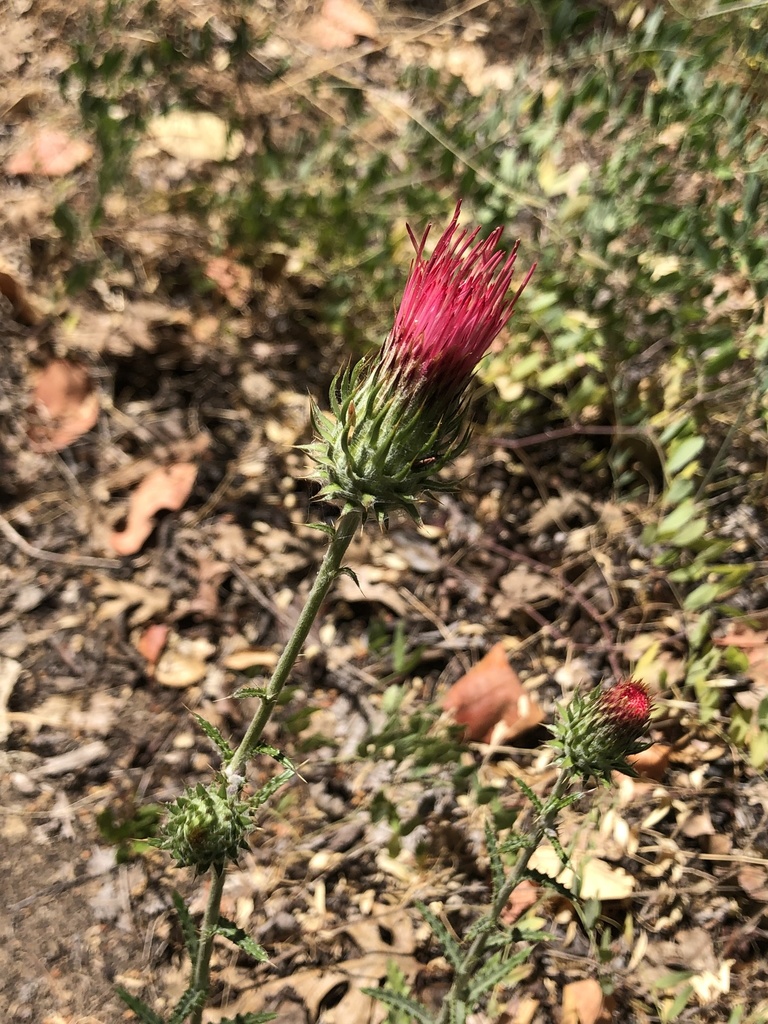 Cobwebby Thistle from Lake Sonoma Wildlife Area, Geyserville, CA, US on ...