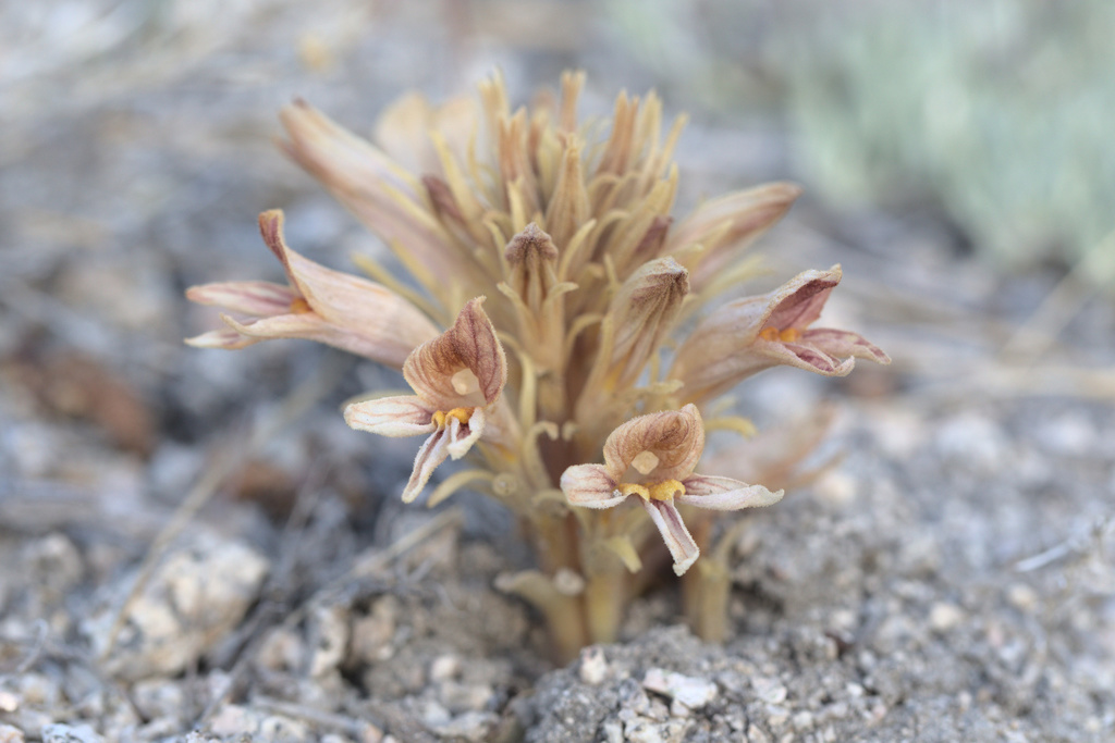 California Broomrape from Angeles MRCA Open Space, Los Angeles ...