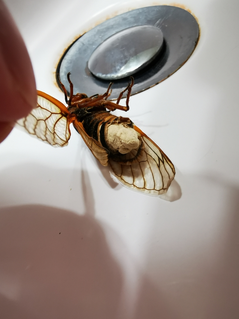 Flying saltshaker fungus from 美国马里兰州北贝塞斯达邮政编码: 20852 on May 31, 2021 at ...