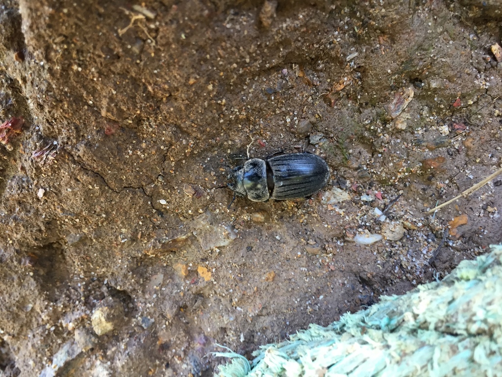Lissapterus grammicus from 89 Burri Point Road, , NSW, AU on January 29 ...