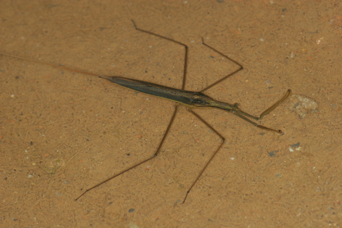Ranatra chinensis · iNaturalist
