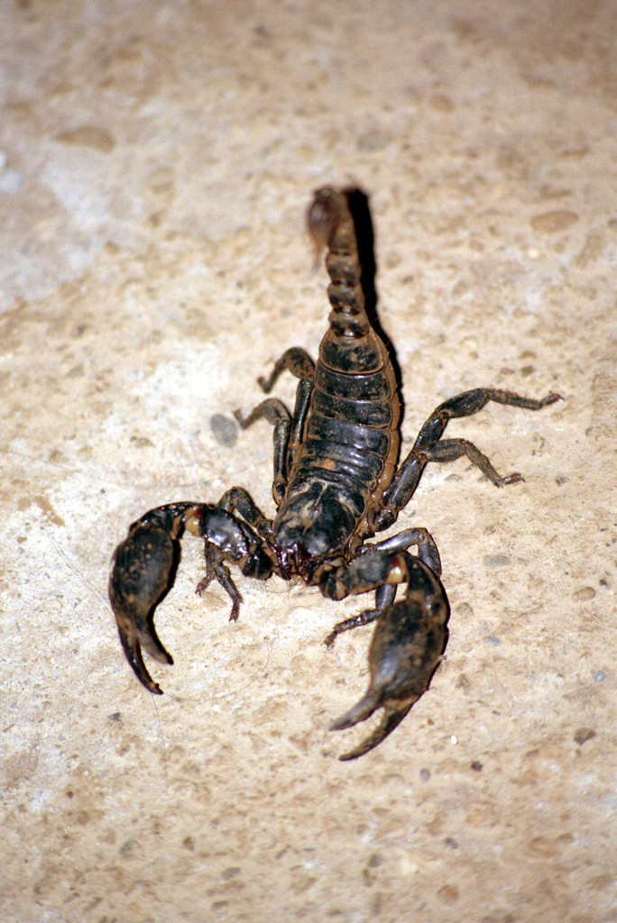 Laotian Giant Scorpion from Nong Khiaw, Laos on June 30, 2000 at 01:13 ...
